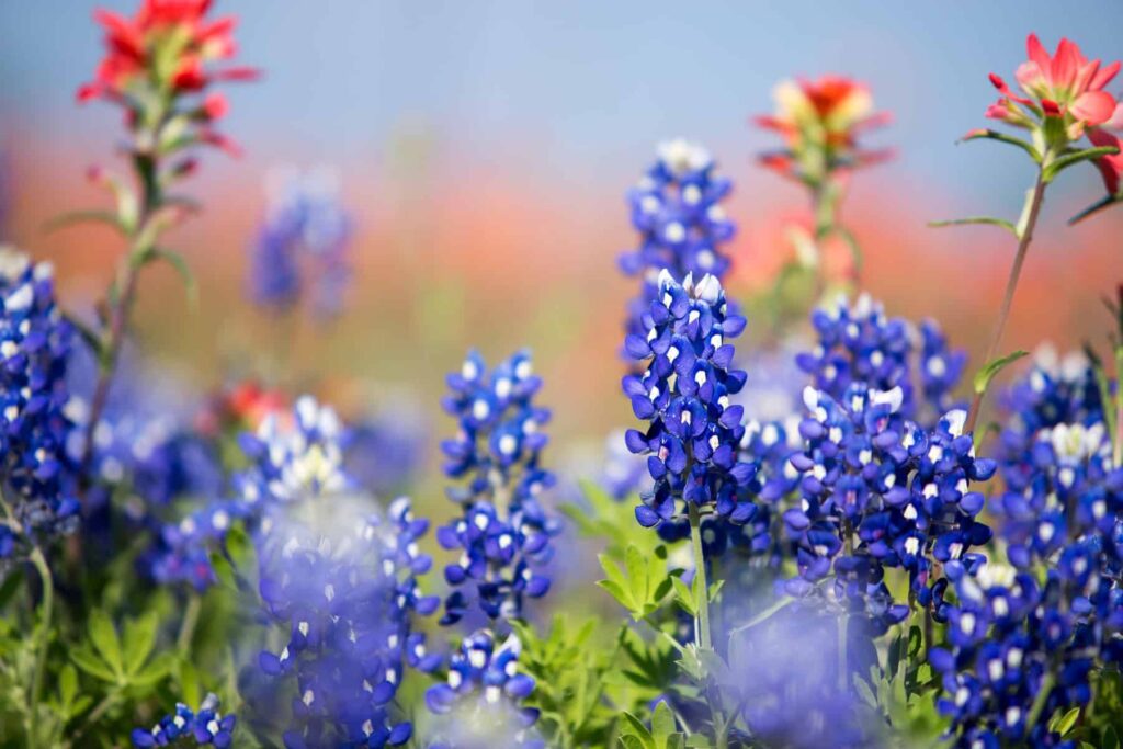 Selecting Plants For Green Burial Sites